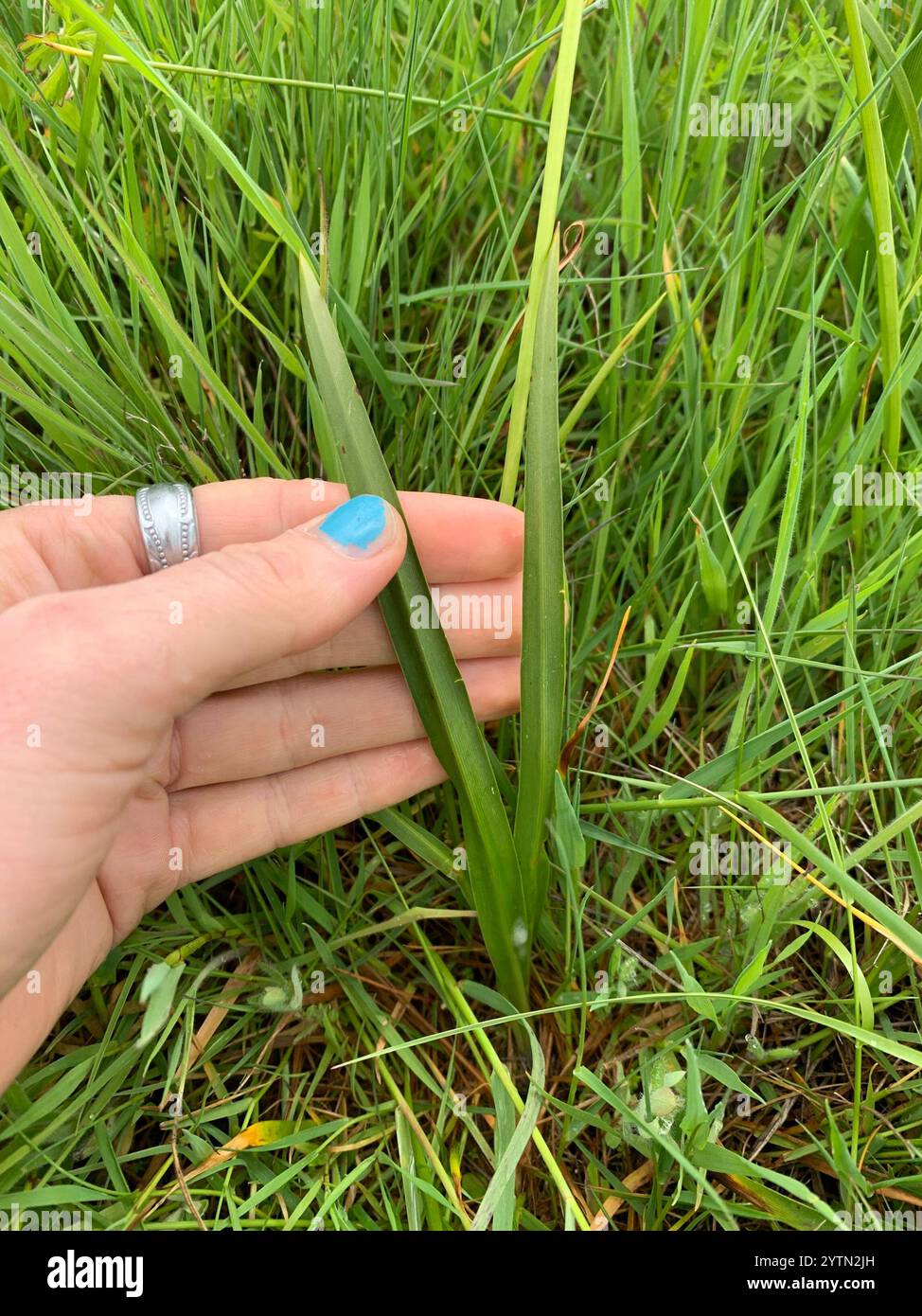 small camas (Camassia quamash Stock Photo - Alamy