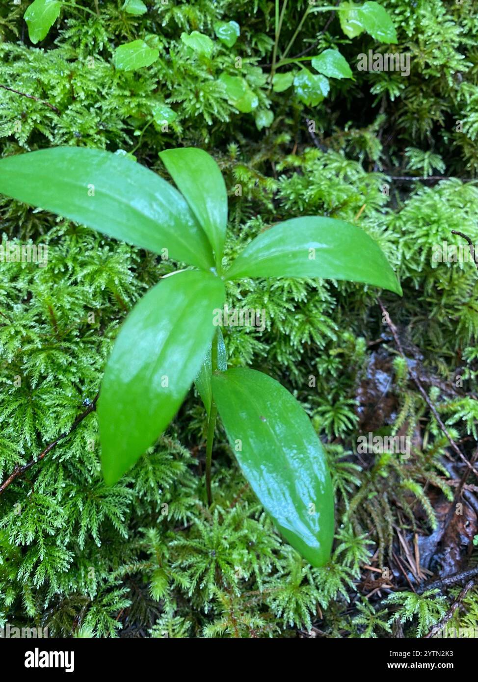 Columbia lily (Lilium columbianum Stock Photo - Alamy