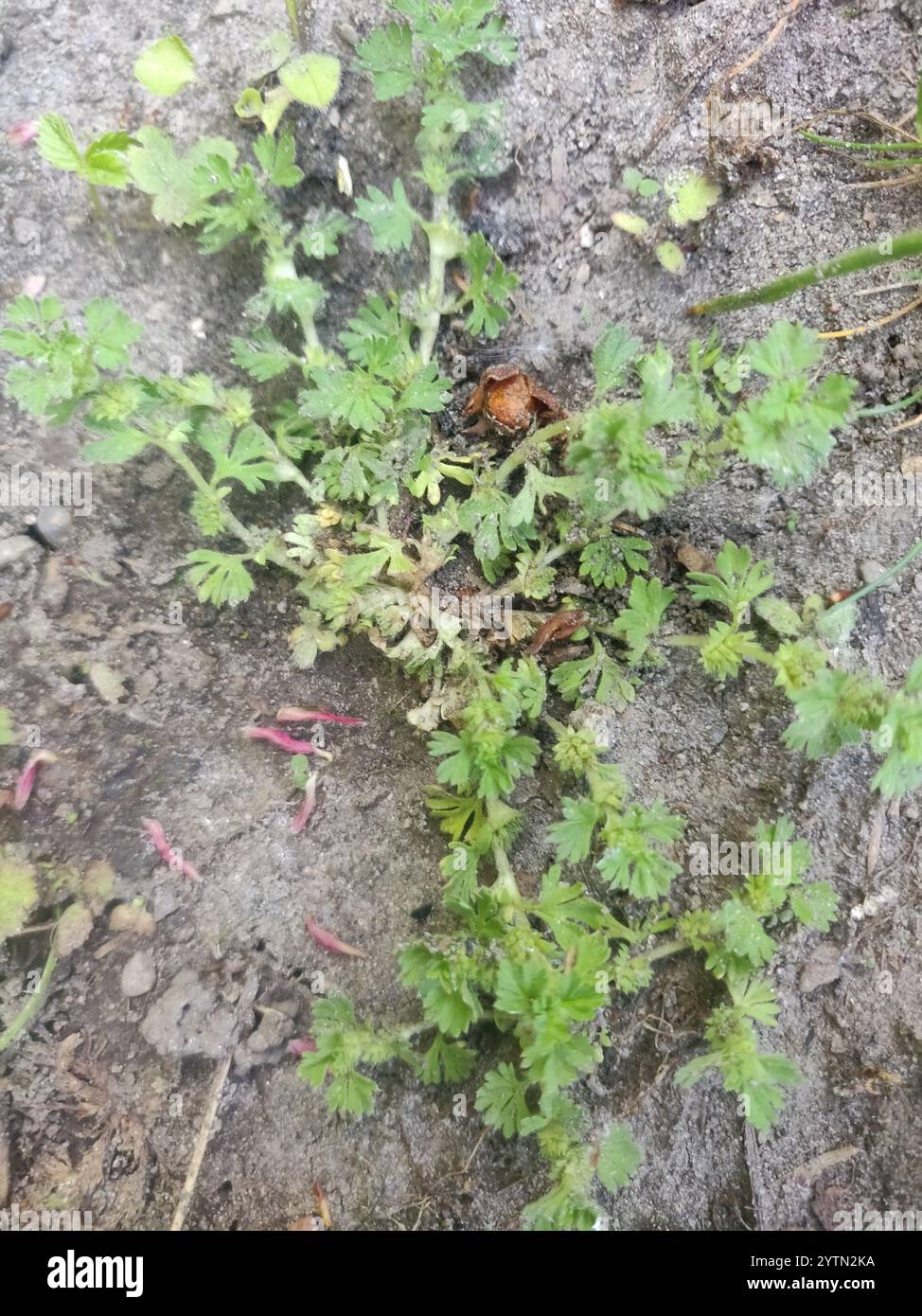 Field Parsley Piert (Alchemilla arvensis Stock Photo - Alamy