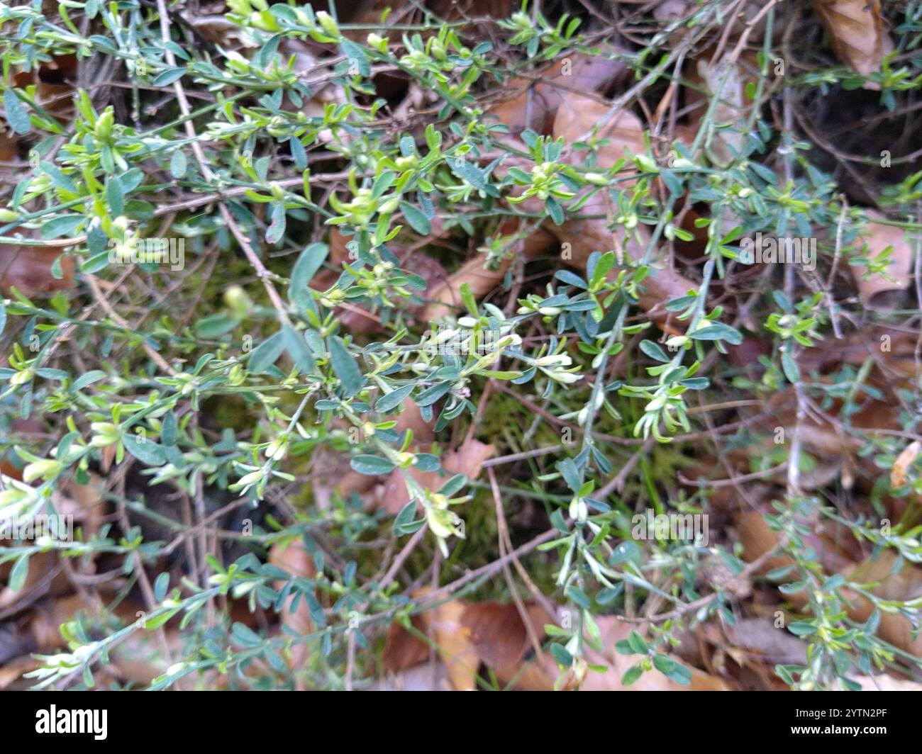 Hairy Greenweed (Genista pilosa Stock Photo - Alamy
