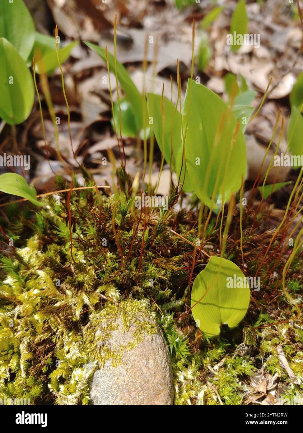 lesser smoothcap (Atrichum angustatum Stock Photo - Alamy