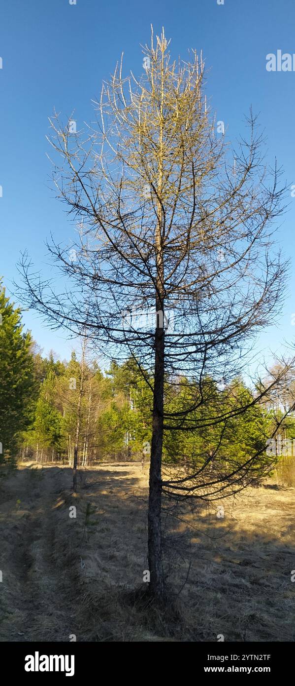Siberian larch (Larix sibirica Stock Photo - Alamy