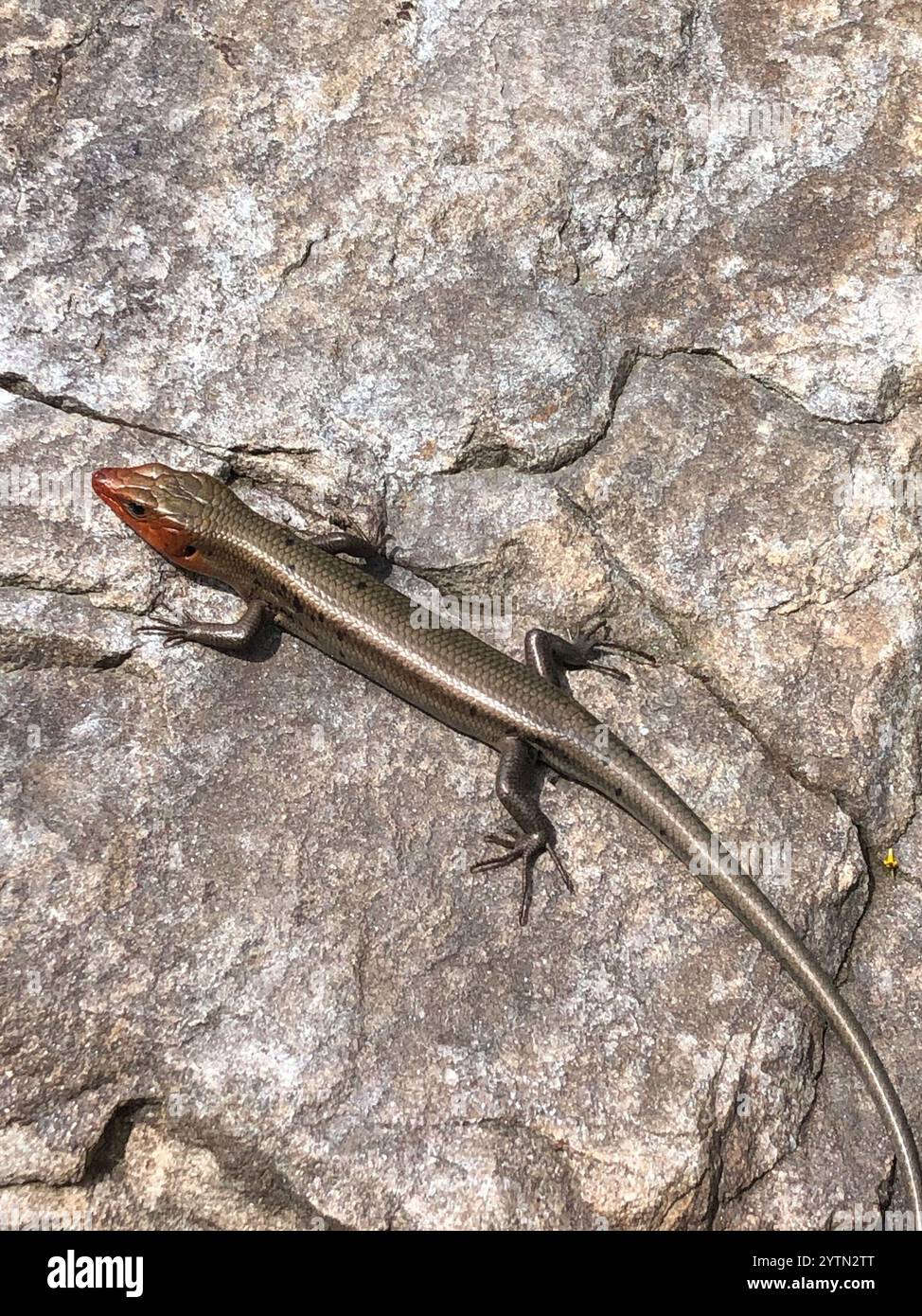 Common Five-lined Skink (Plestiodon fasciatus Stock Photo - Alamy
