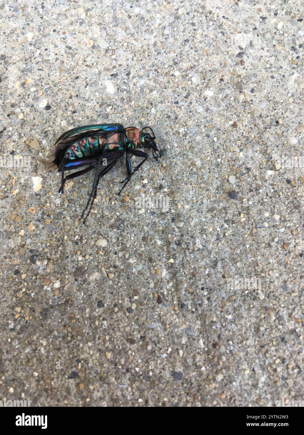 Fiery Searcher (Calosoma scrutator Stock Photo - Alamy