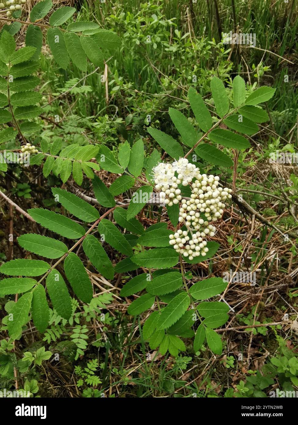 European mountain ash (Sorbus aucuparia Stock Photo - Alamy