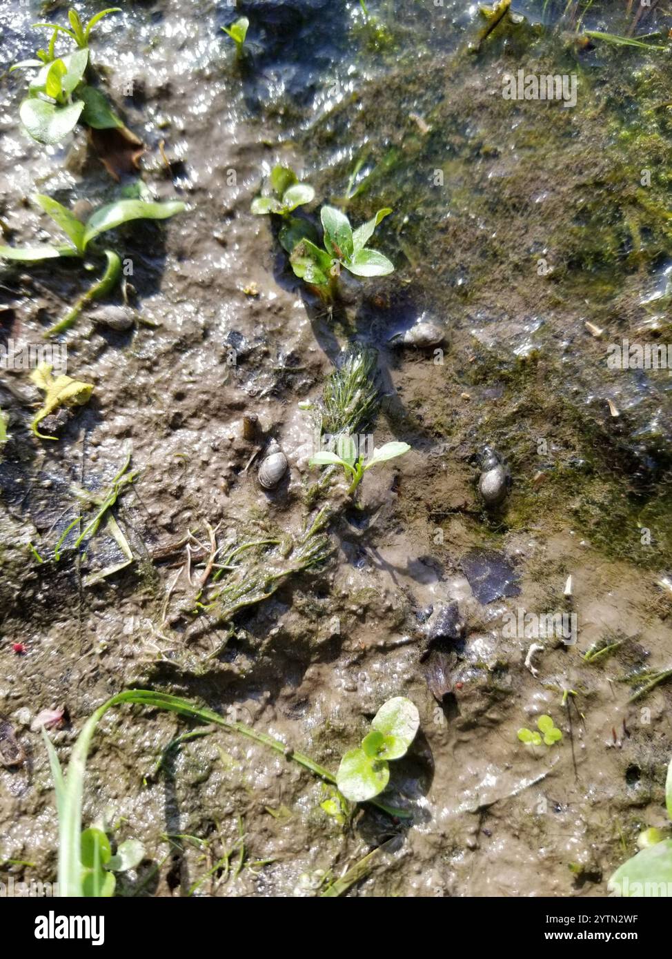 Pond Snails, Bladder Snails, and Allies (Lymnaeoidea Stock Photo - Alamy