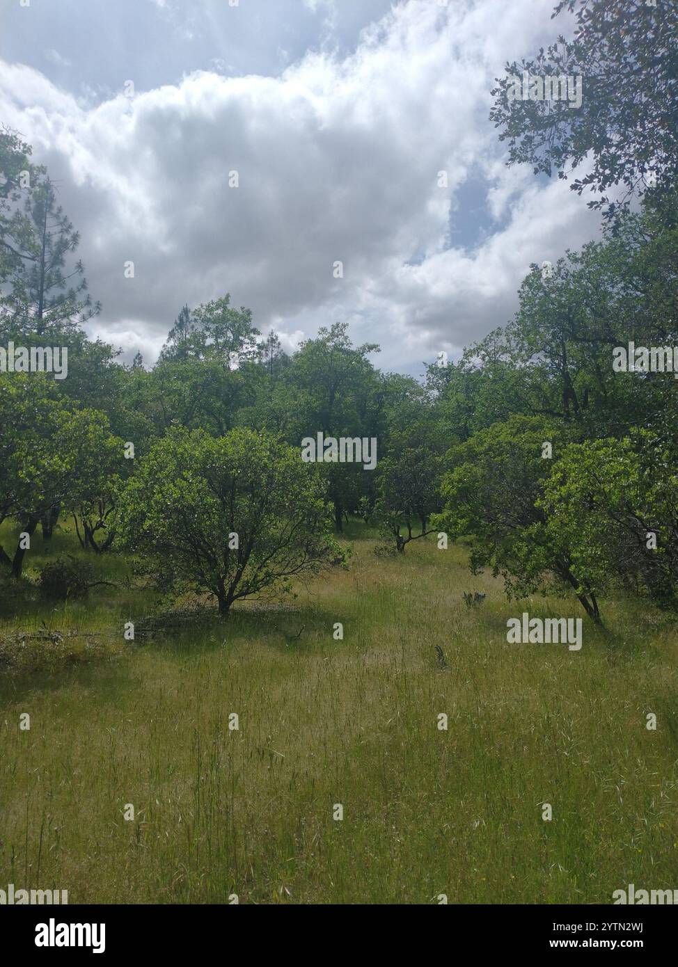 Common Manzanita (Arctostaphylos manzanita Stock Photo - Alamy