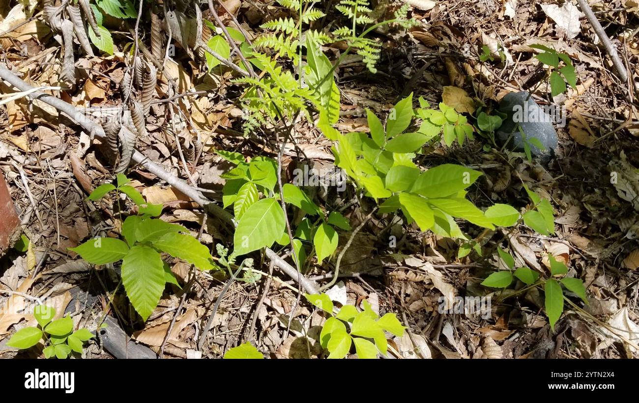 poison ivies and oaks (Toxicodendron Stock Photo - Alamy