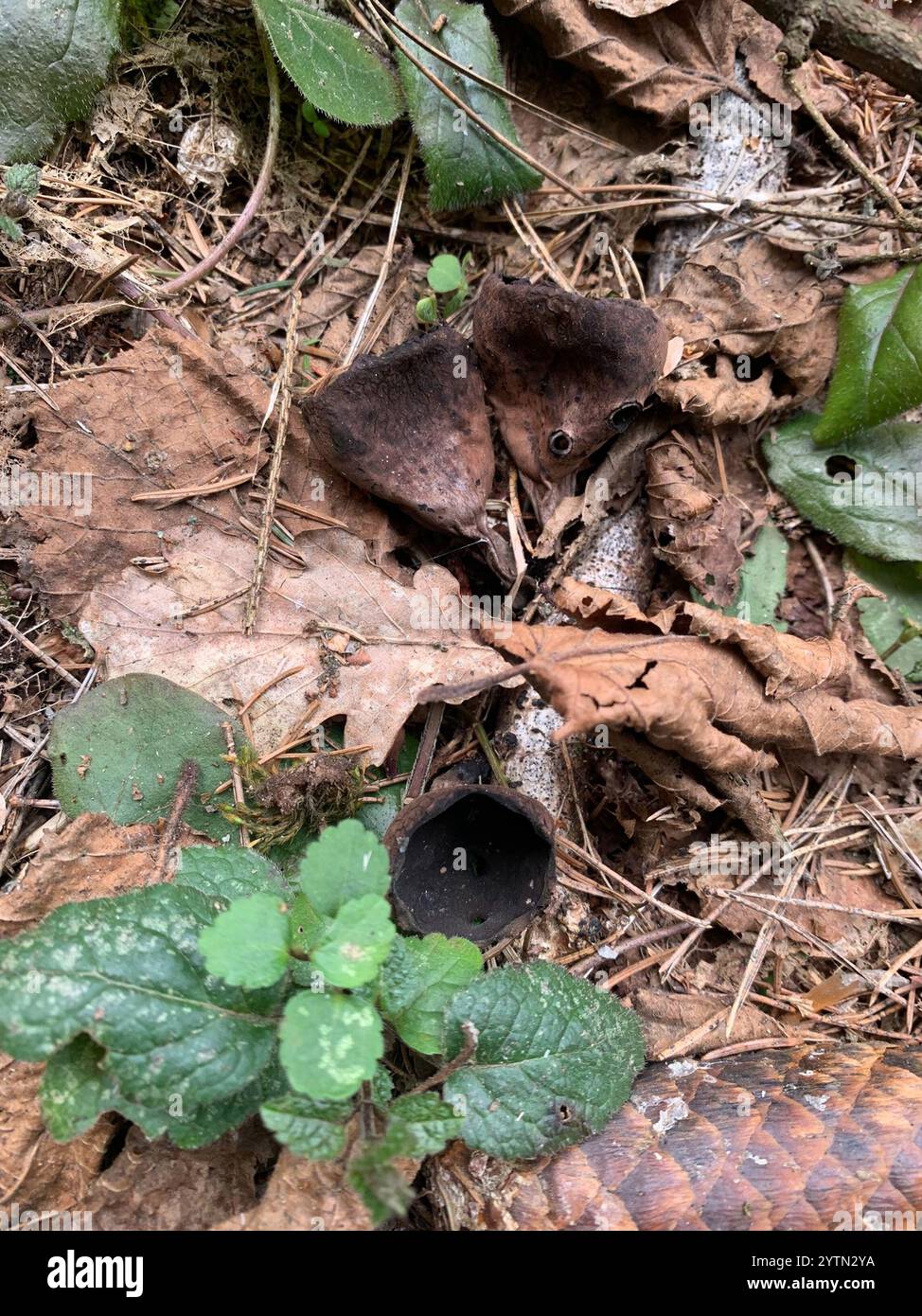 devil's urn (Urnula craterium Stock Photo - Alamy