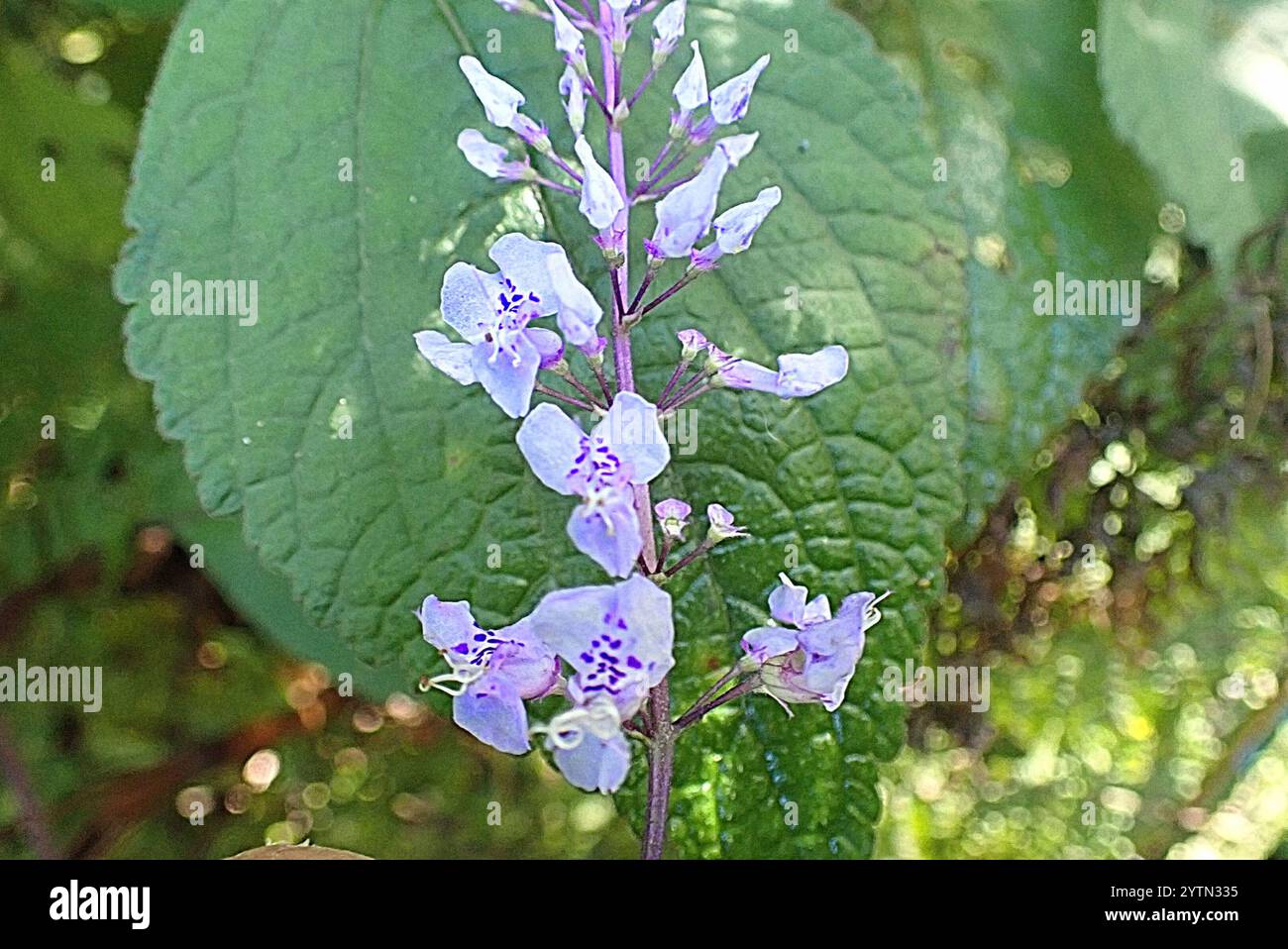 pink fly bush (Plectranthus fruticosus Stock Photo - Alamy