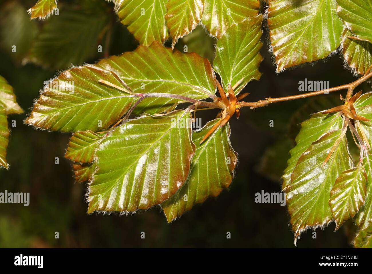 European beech (Fagus sylvatica Stock Photo - Alamy
