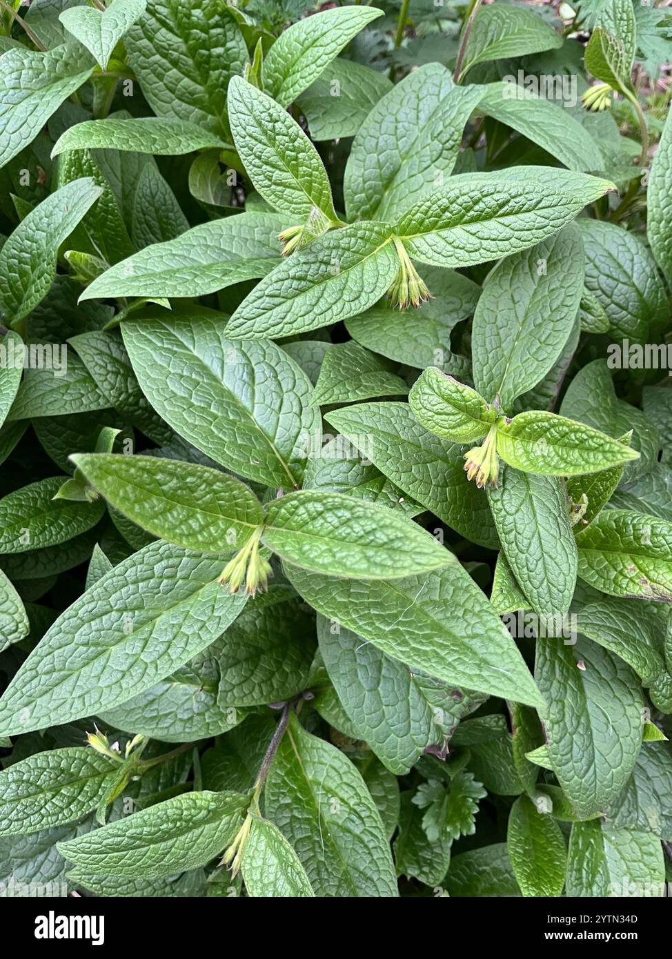 Tuberous Comfrey (Symphytum tuberosum Stock Photo - Alamy