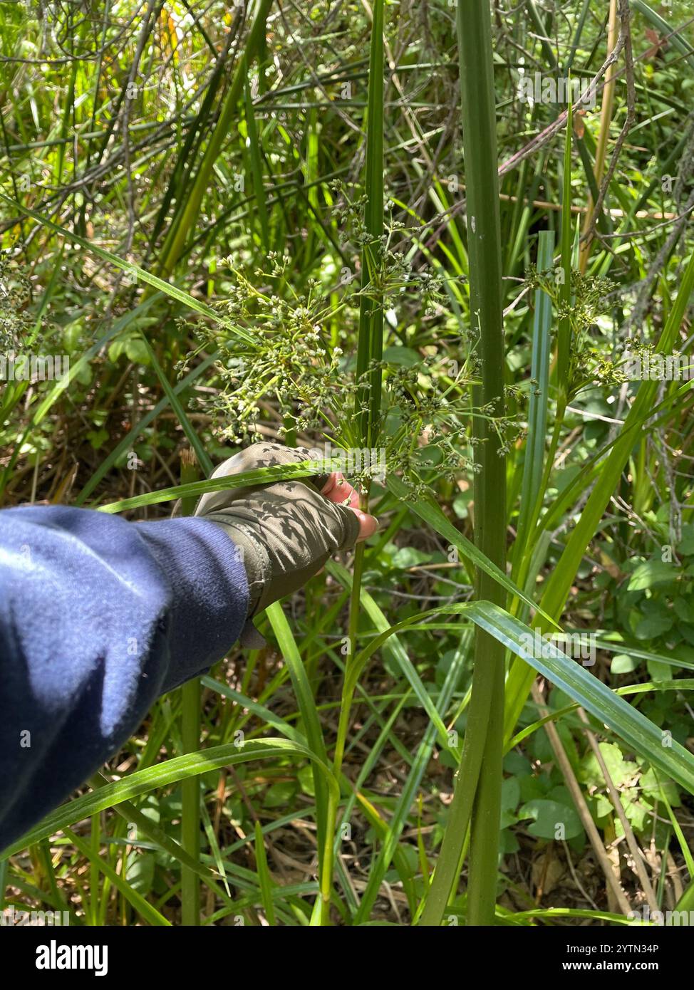 Panicled Bulrush (Scirpus microcarpus Stock Photo - Alamy