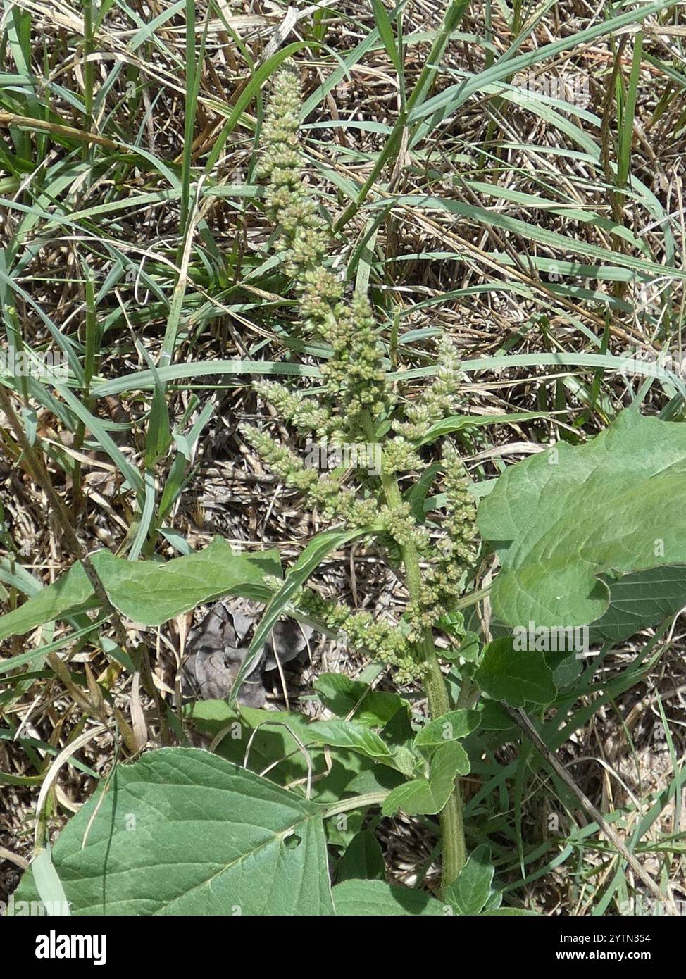 Amaranthus spinosus hi-res stock photography and images - Alamy