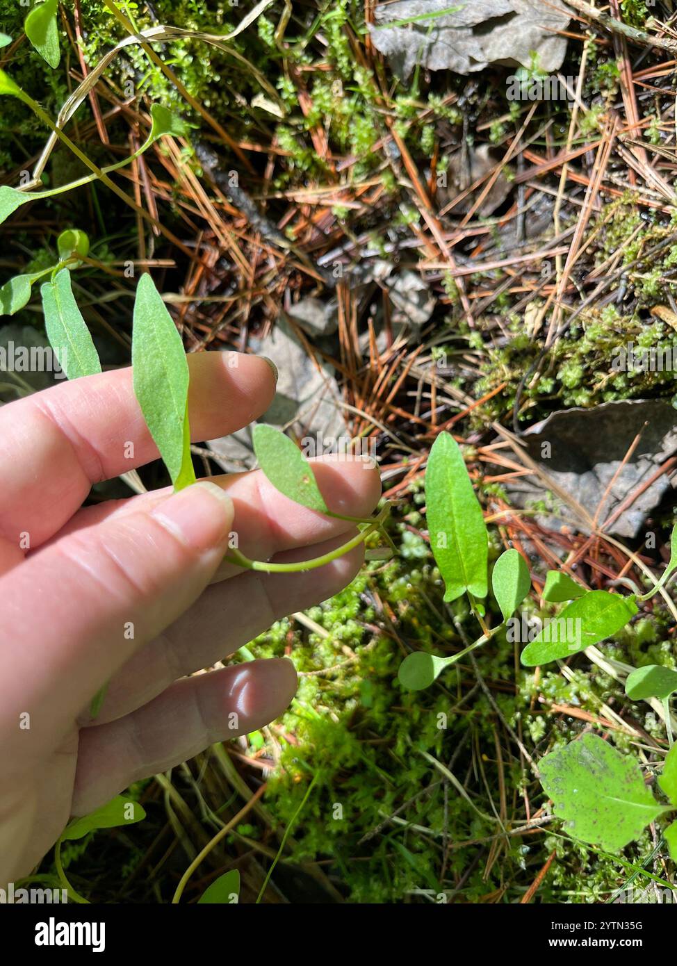 arrow-leaved tearthumb (Persicaria sagittata Stock Photo - Alamy