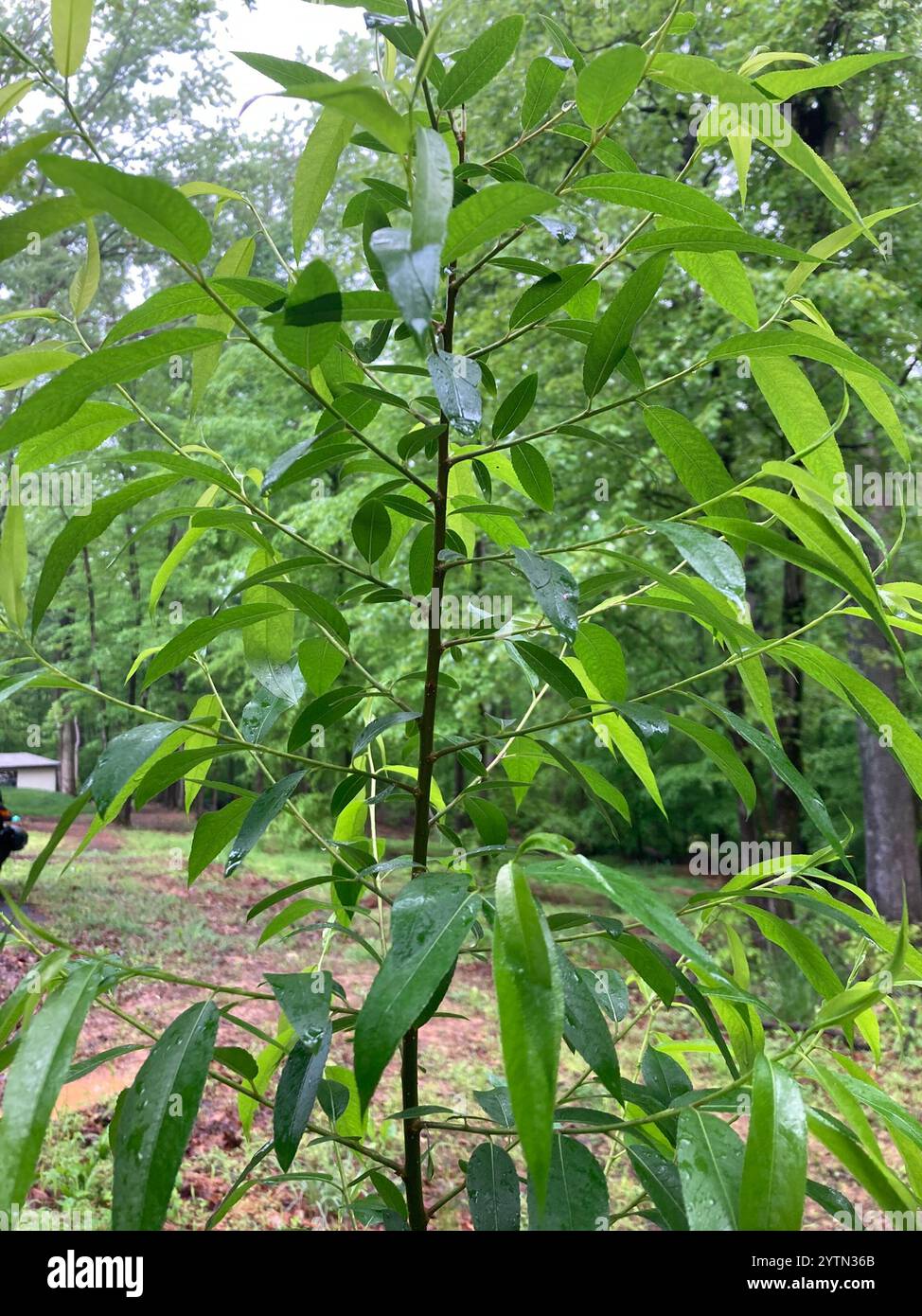 flowering plants (Angiospermae Stock Photo - Alamy