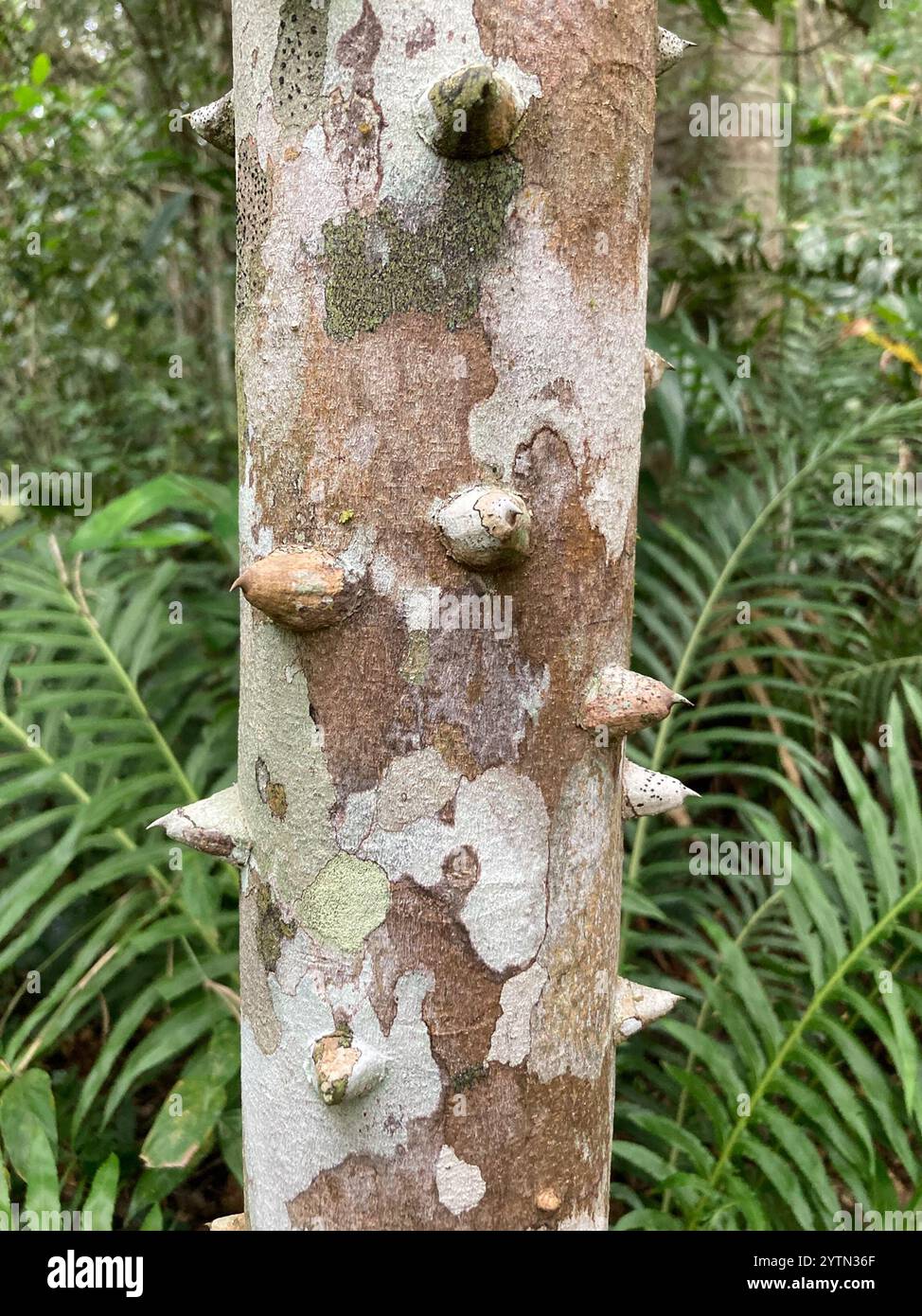 Zanthoxylum rhoifolium hi-res stock photography and images - Alamy