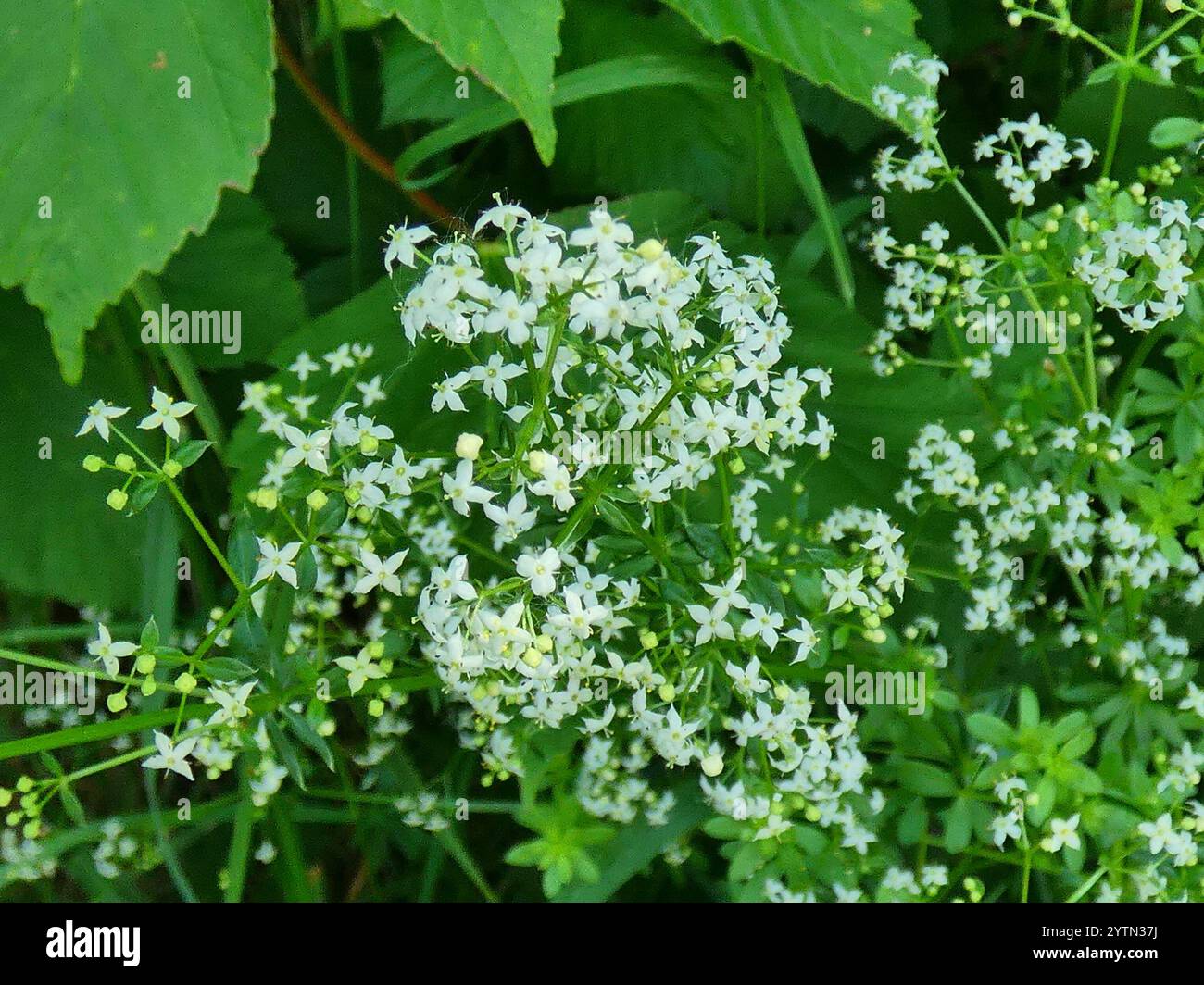 white bedstraw (Galium album Stock Photo - Alamy