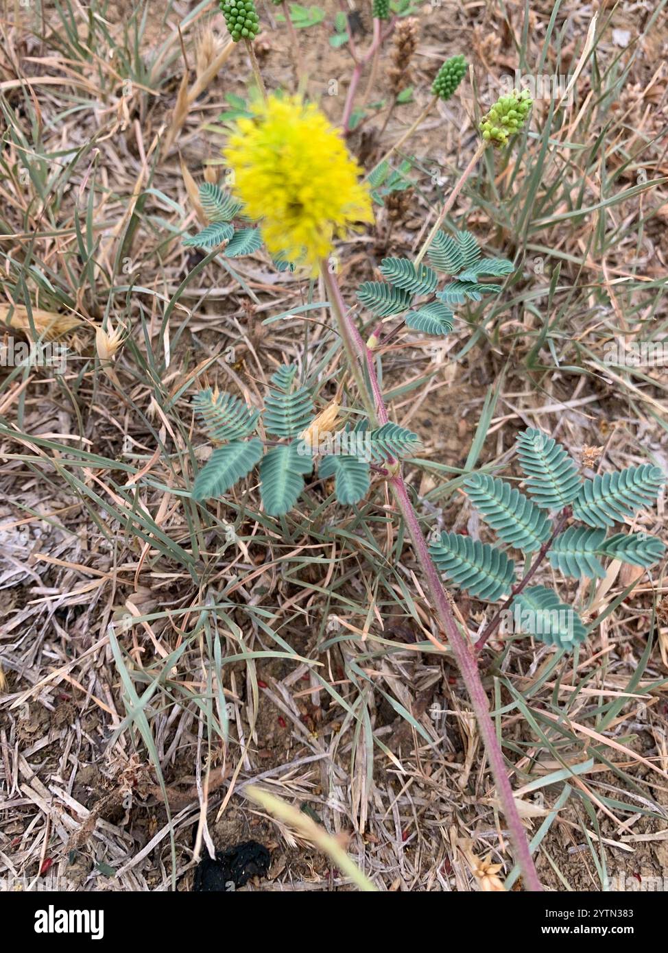 Yellow Puff (Neptunia lutea Stock Photo - Alamy