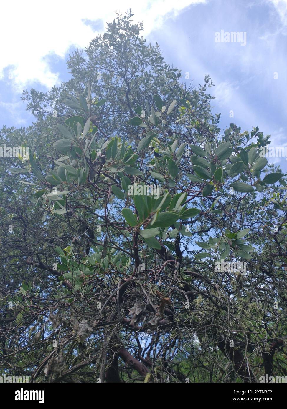 Common Manzanita (Arctostaphylos manzanita Stock Photo - Alamy