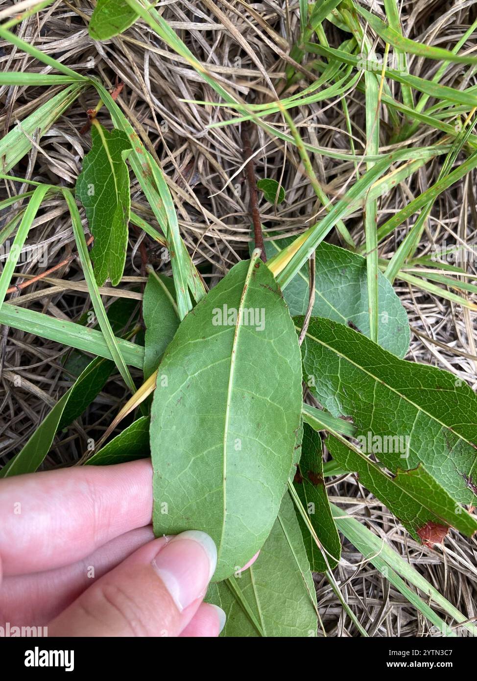 Gopher apple (Geobalanus oblongifolius Stock Photo - Alamy