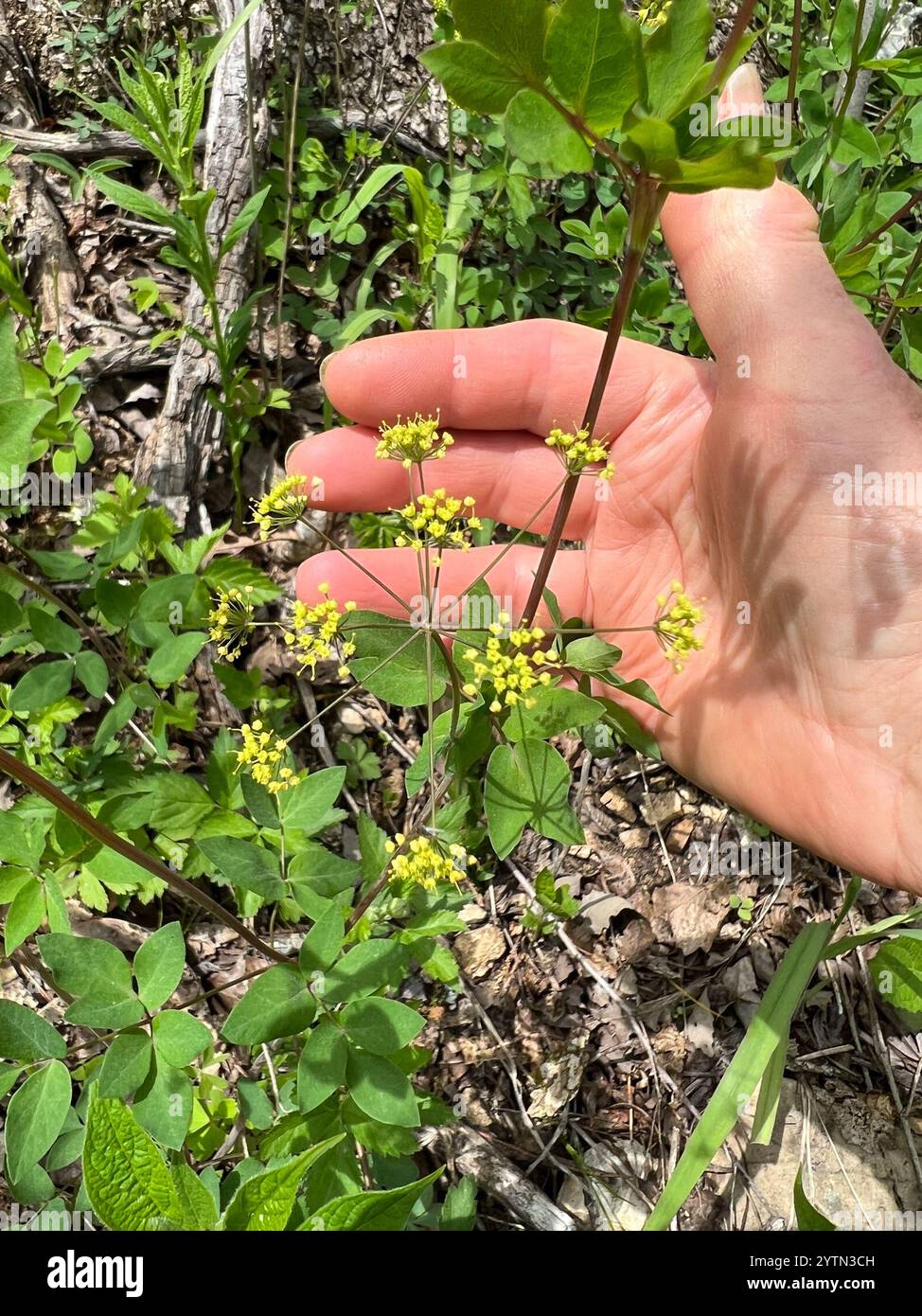 yellow pimpernel (Taenidia integerrima Stock Photo - Alamy