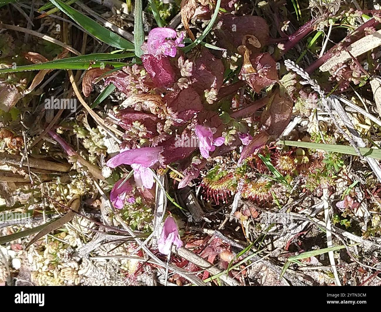 Common Lousewort (Pedicularis sylvatica Stock Photo - Alamy