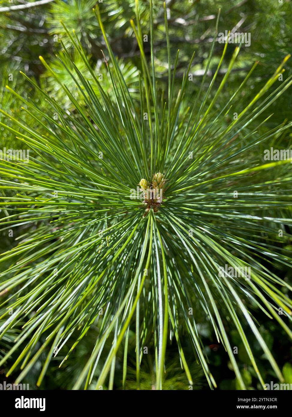 western white pine (Pinus monticola Stock Photo - Alamy