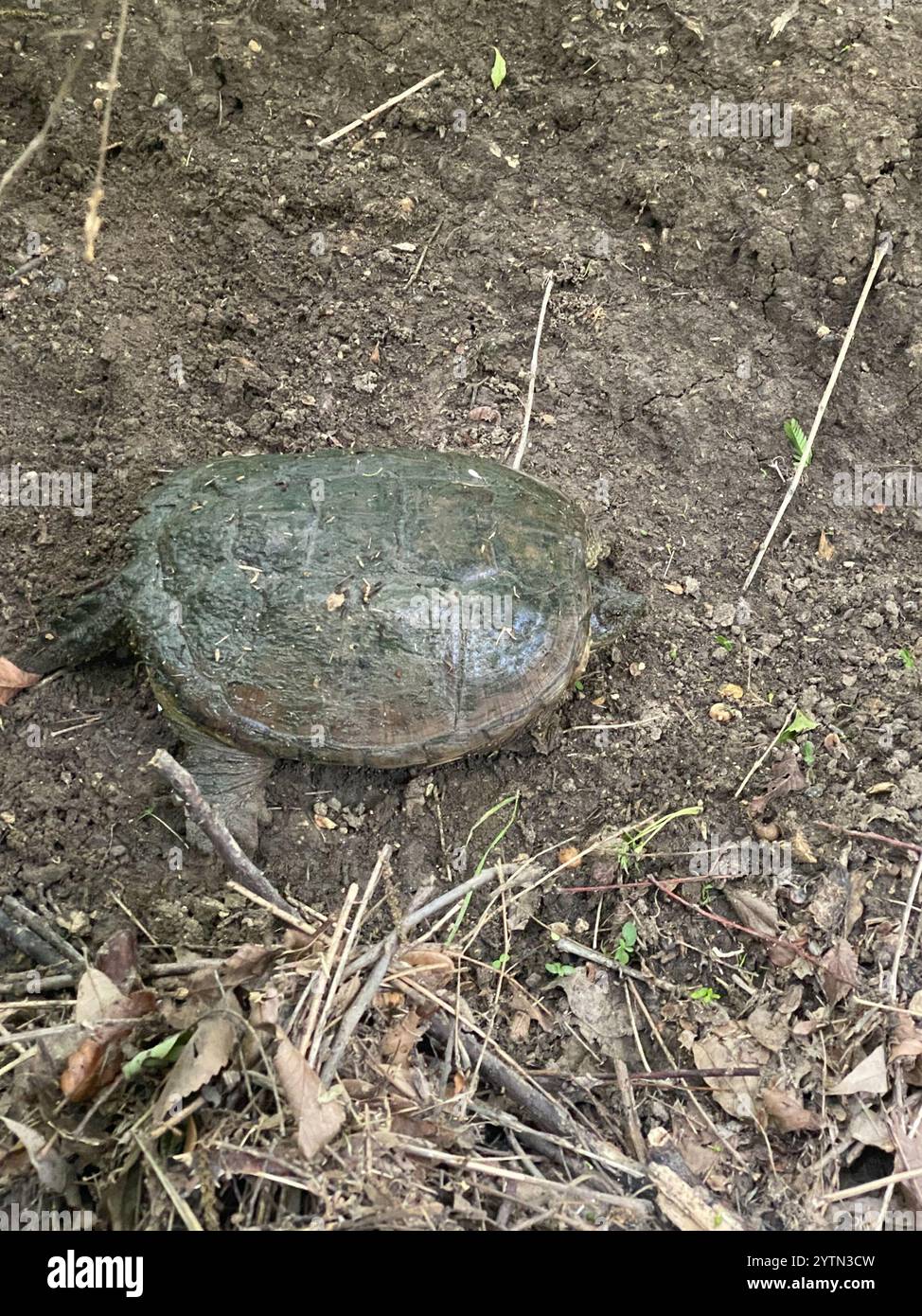Common Snapping Turtle (Chelydra serpentina Stock Photo - Alamy