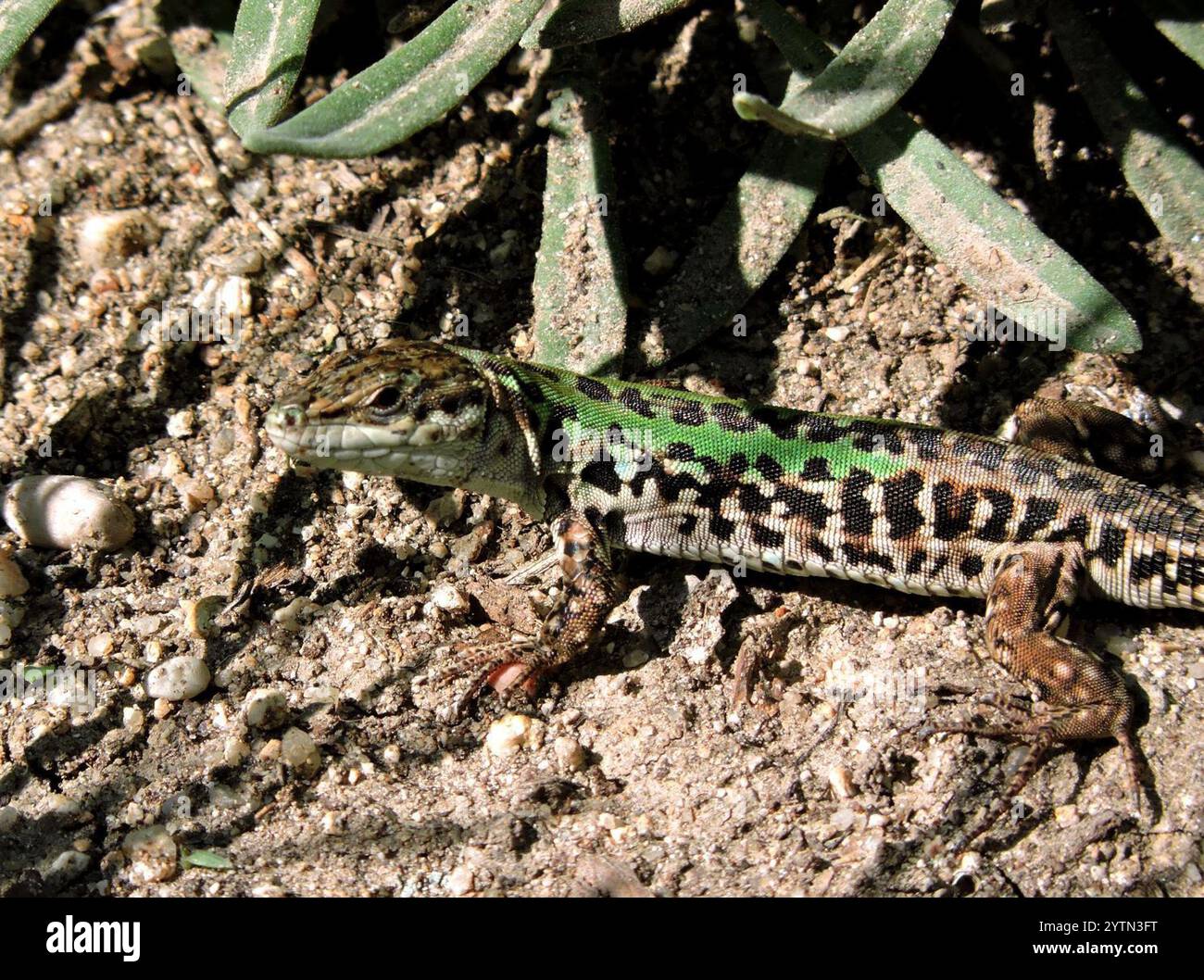 Italian Wall Lizard (Podarcis siculus Stock Photo - Alamy