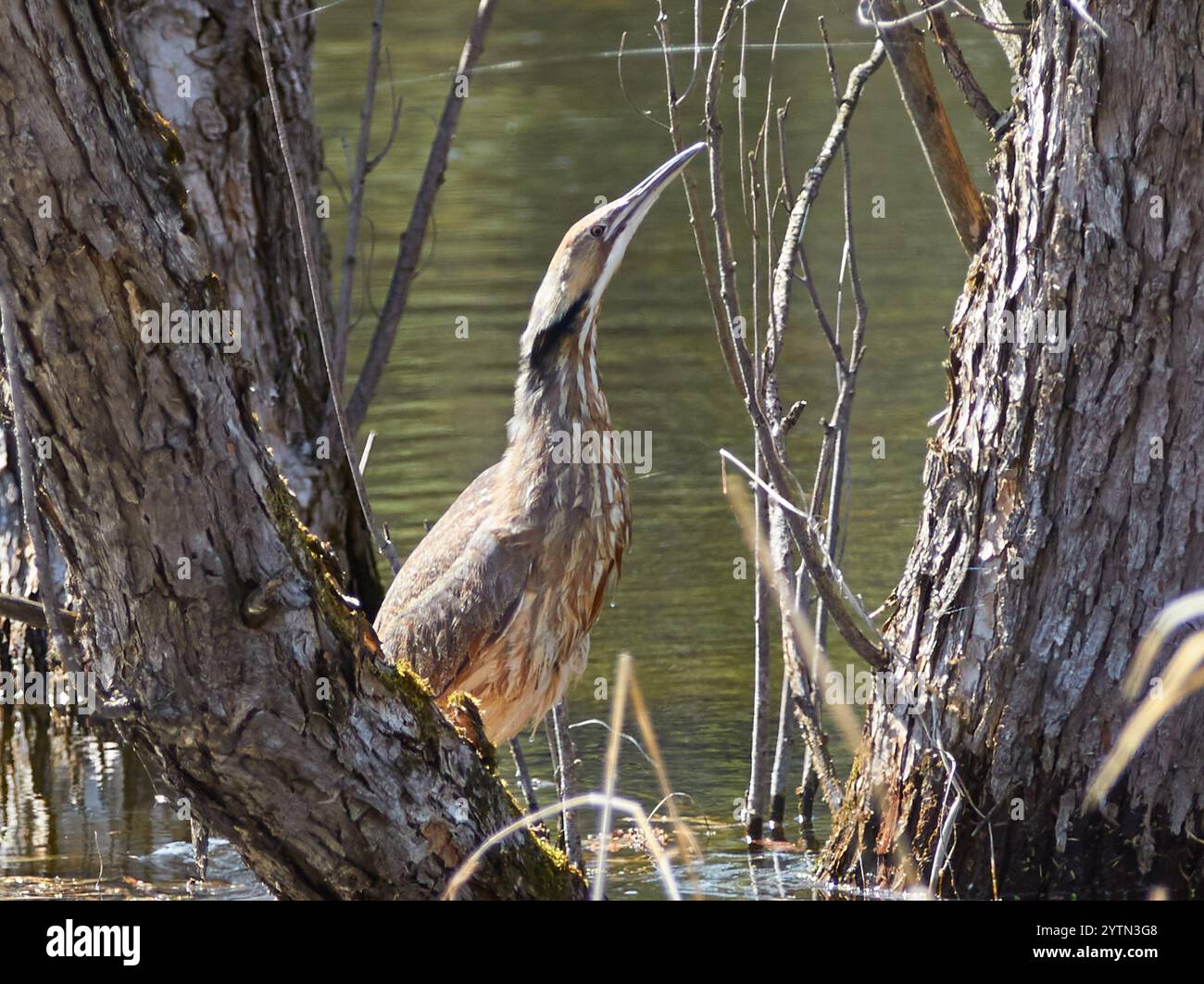 American Bittern (Botaurus lentiginosus Stock Photo - Alamy