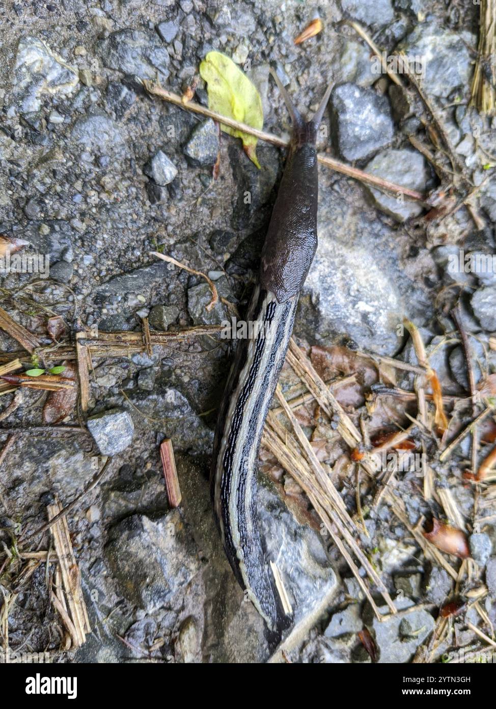 Ash-black Slug (Limax cinereoniger Stock Photo - Alamy