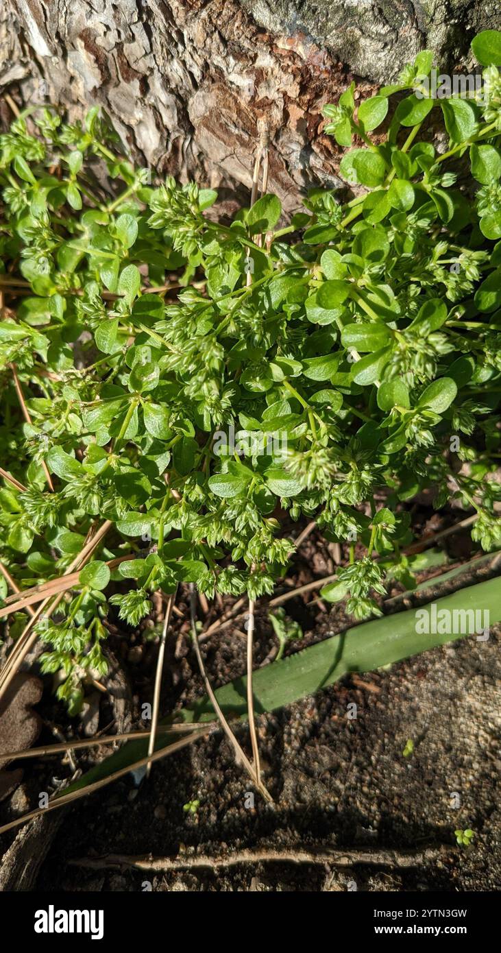 fourleaf manyseed (Polycarpon tetraphyllum Stock Photo - Alamy
