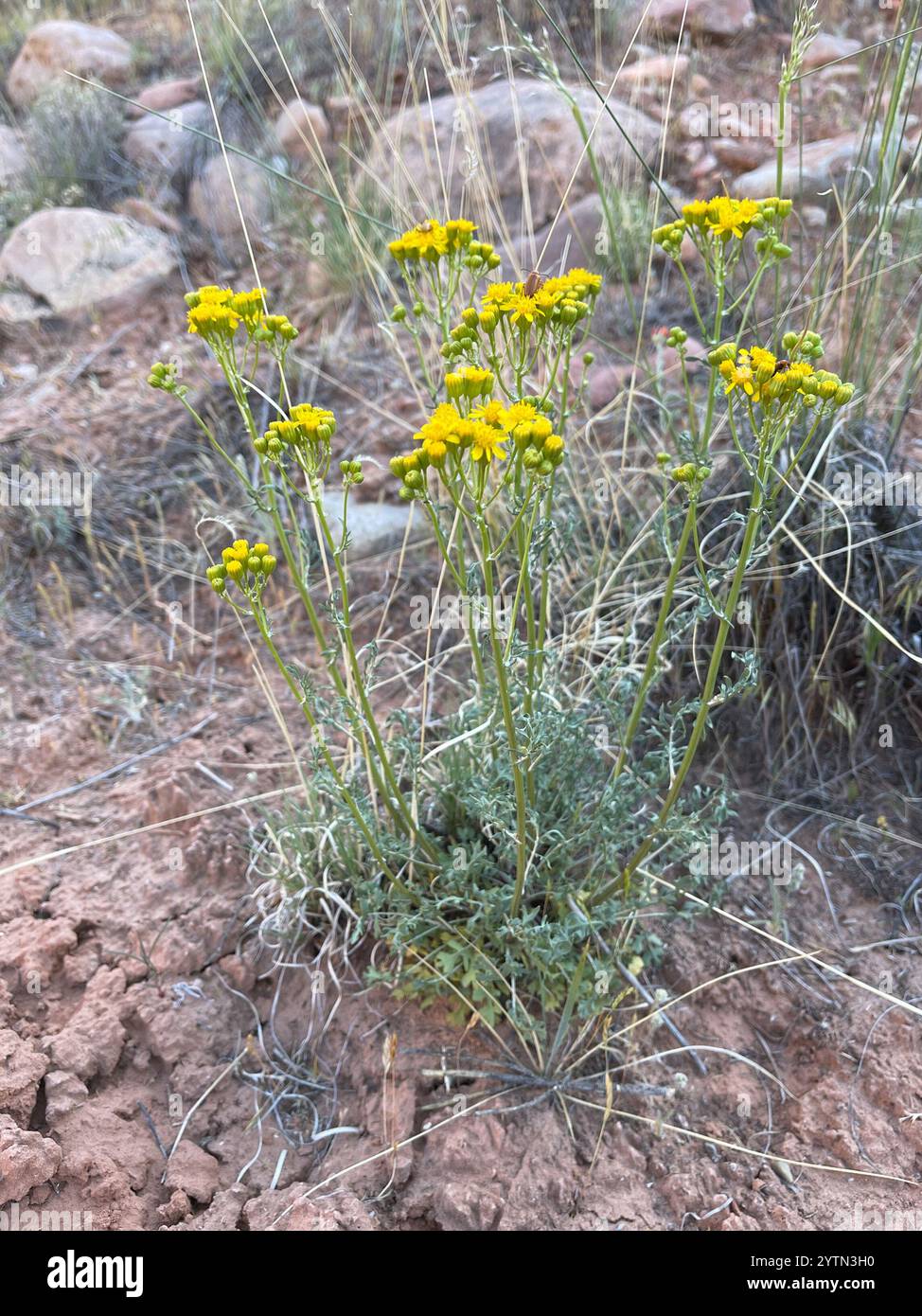 Packera multilobata hi-res stock photography and images - Alamy