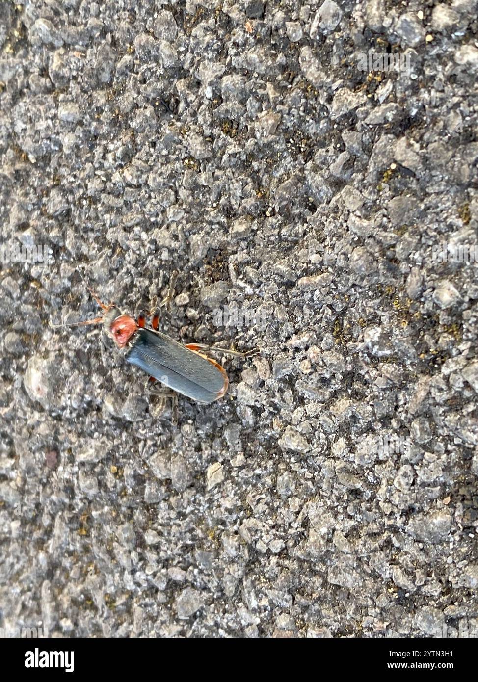 Rustic Sailor Beetle (Cantharis rustica Stock Photo - Alamy