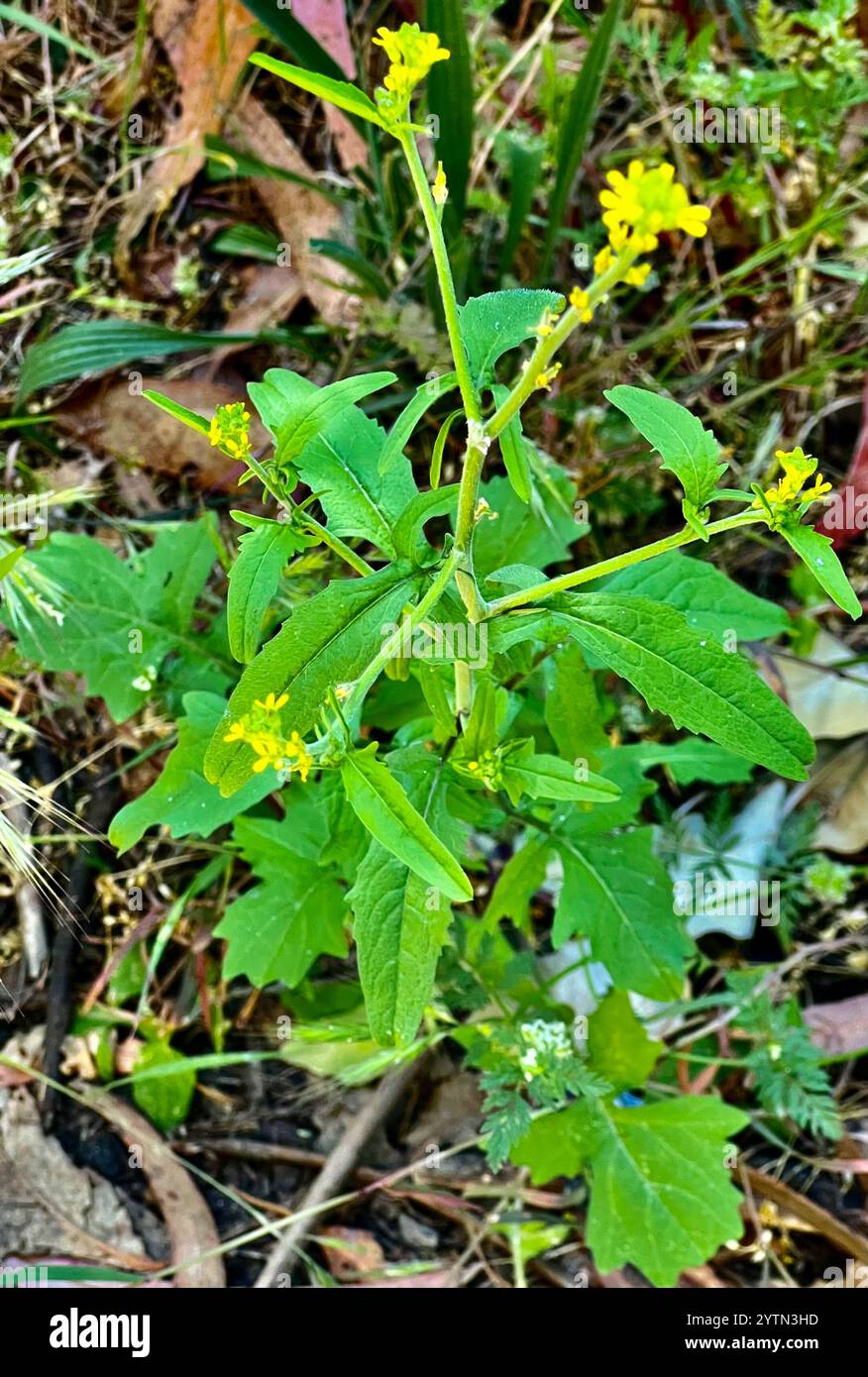 Hedge mustard (Sisymbrium officinale Stock Photo - Alamy
