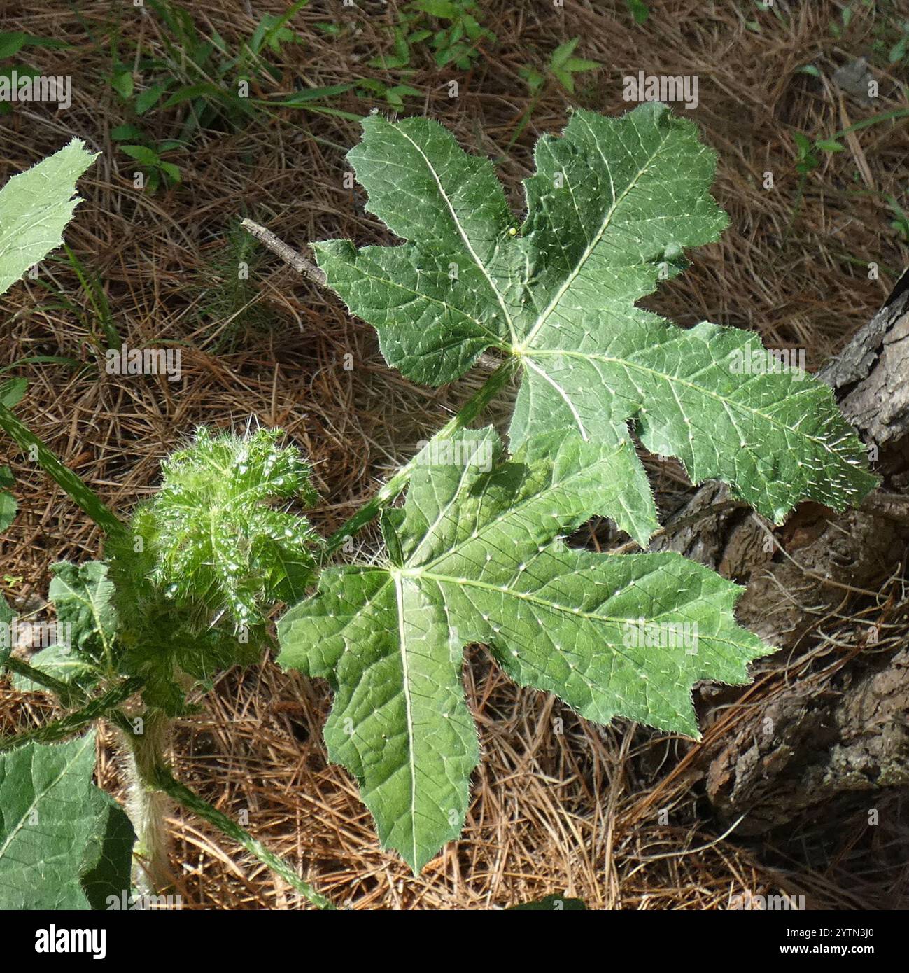 Texas Bull Nettle (Cnidoscolus texanus Stock Photo - Alamy