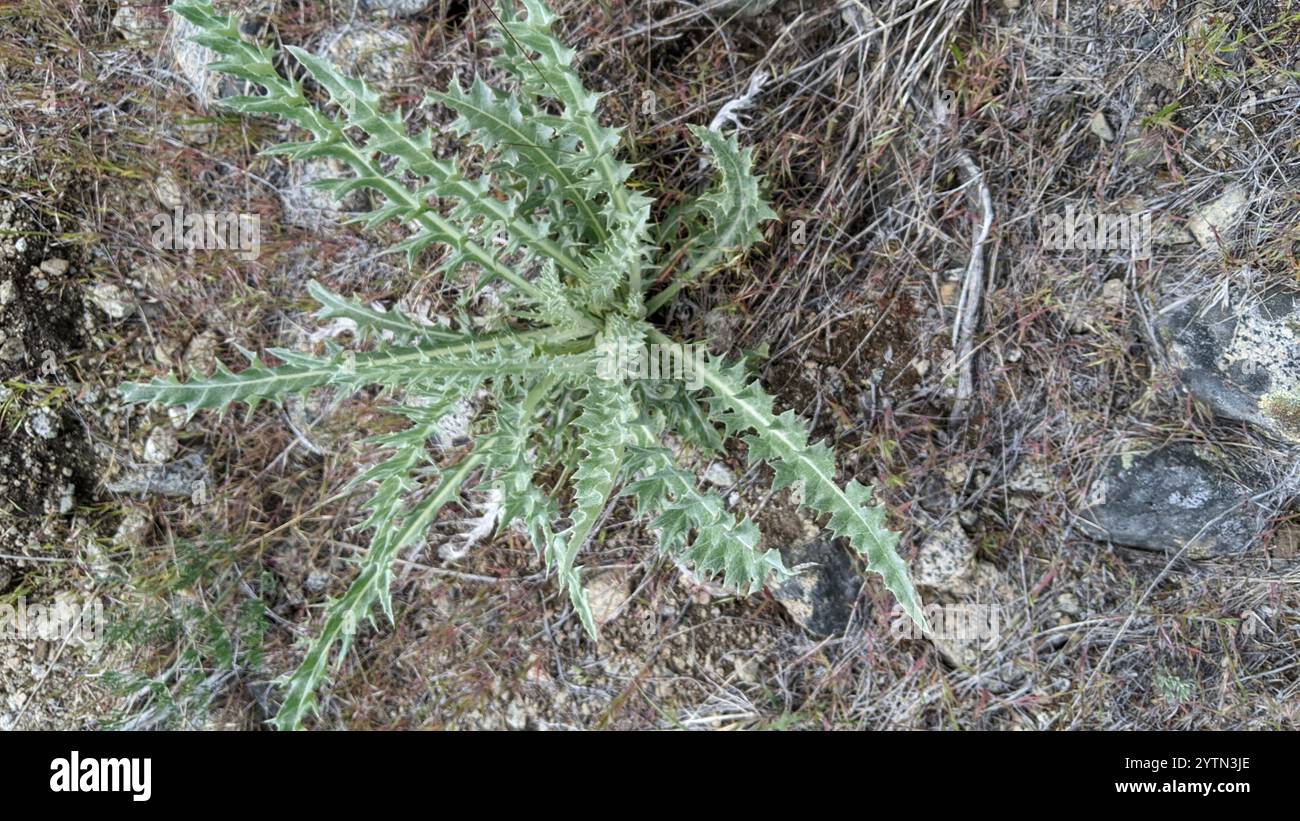 wavyleaf thistle (Cirsium undulatum Stock Photo - Alamy