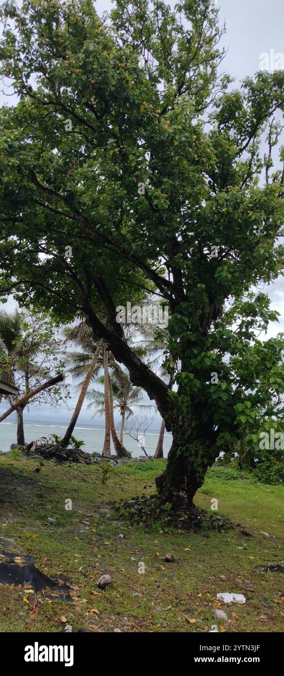 Lantern Tree (Hernandia nymphaeifolia Stock Photo - Alamy