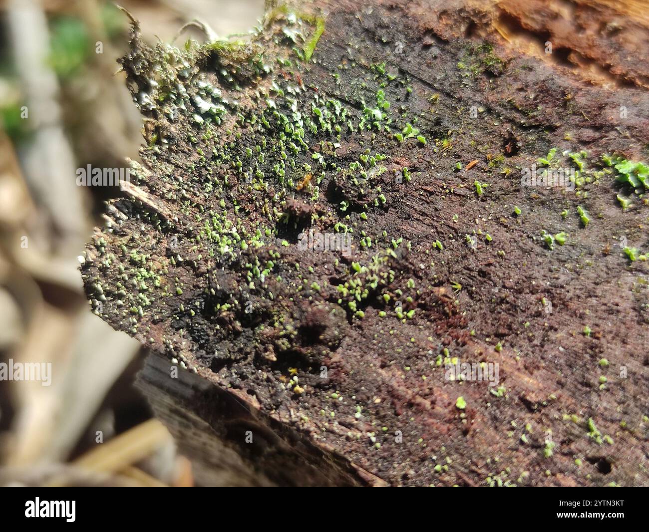 Citronella Ants, Fuzzy Ants, and Allies (Lasius Stock Photo - Alamy