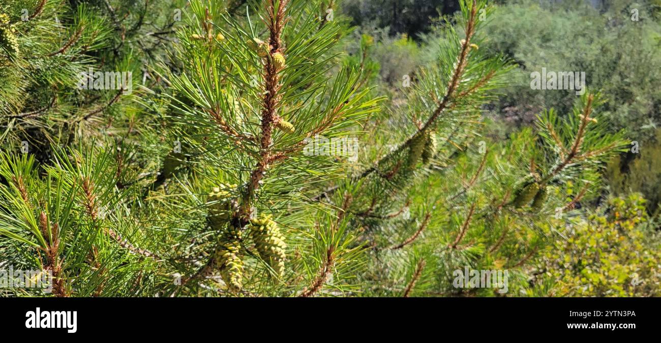 knobcone pine (Pinus attenuata Stock Photo - Alamy