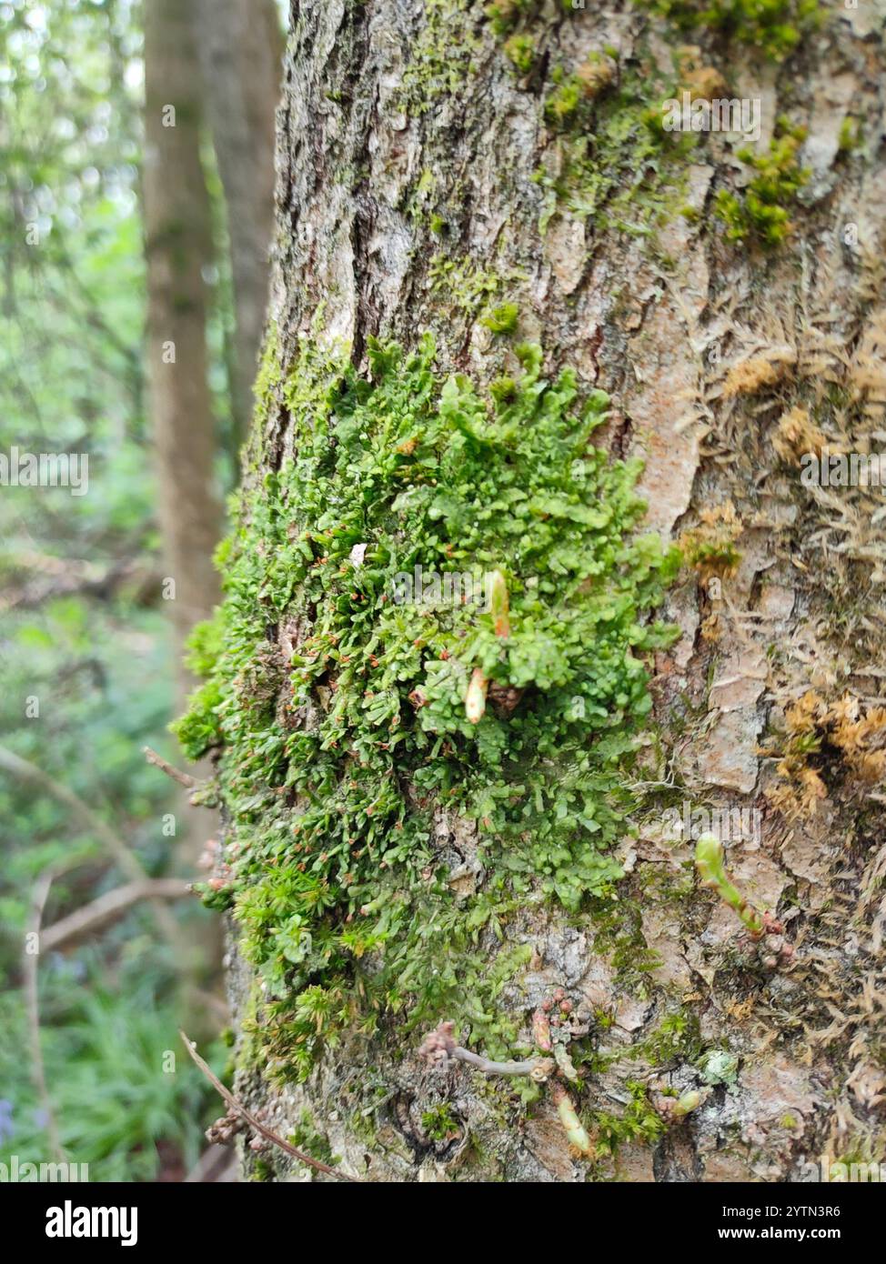 Radula complanata hi-res stock photography and images - Alamy