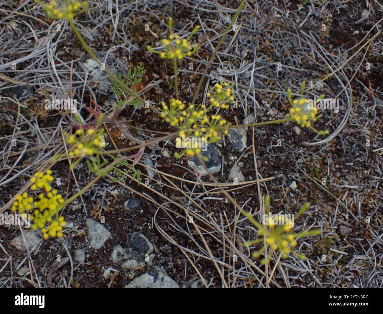Wyeth Biscuitroot (Lomatium ambiguum Stock Photo - Alamy