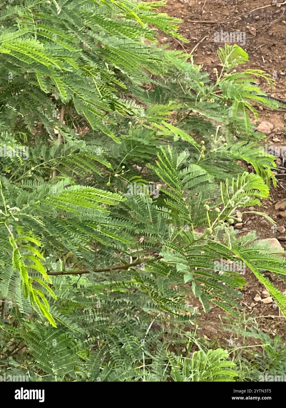 White leadtree (Leucaena leucocephala Stock Photo - Alamy
