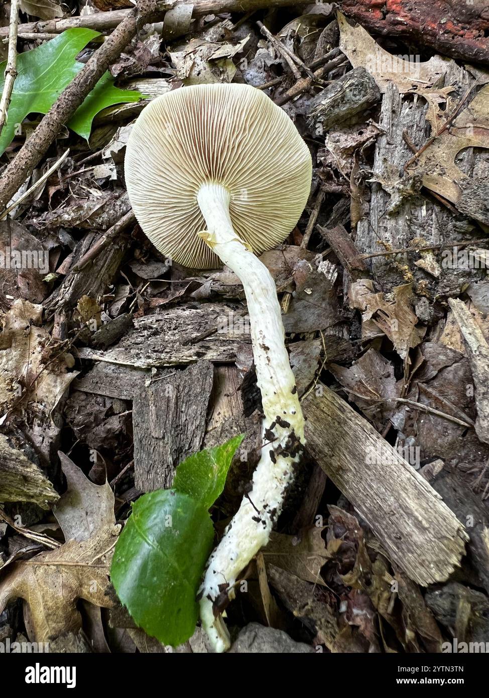 Spring fieldcap hi-res stock photography and images - Alamy