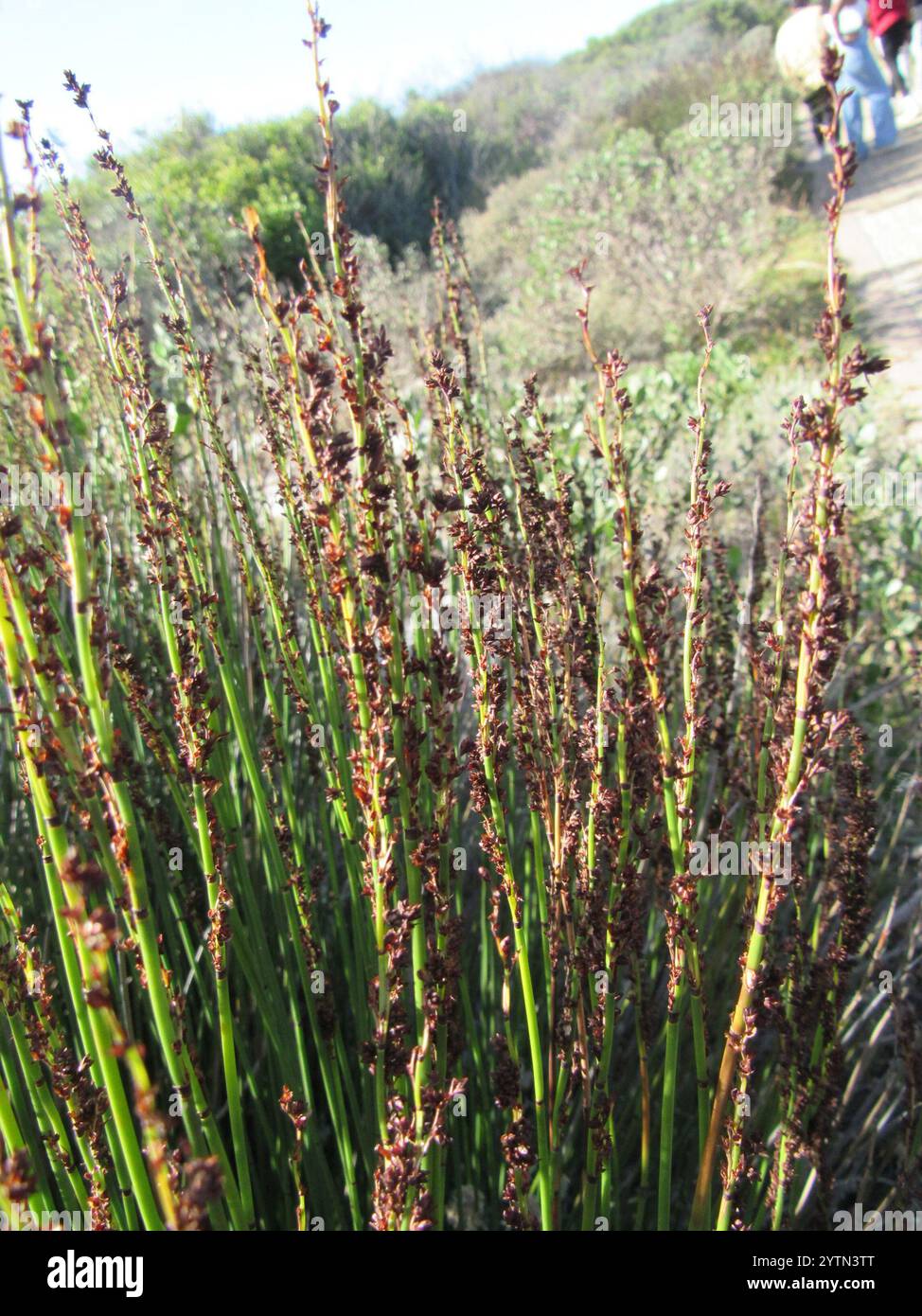 Elegia tectorum hi-res stock photography and images - Alamy