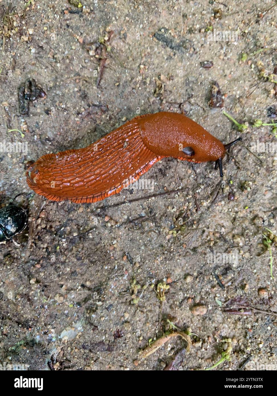 Spanish Slug (Arion vulgaris Stock Photo - Alamy