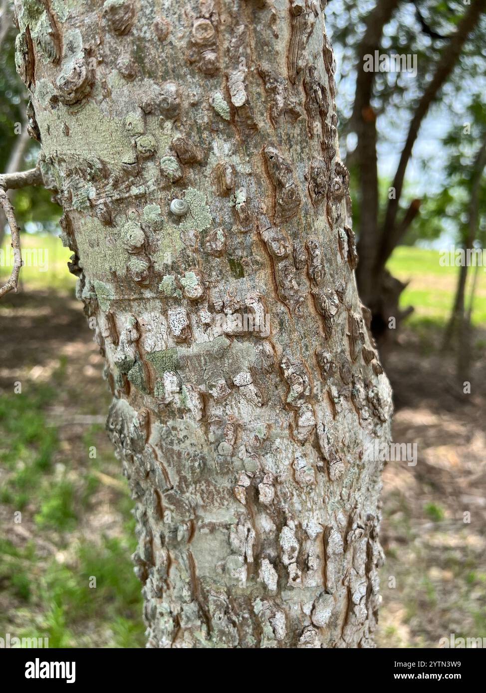 sugar hackberry (Celtis laevigata Stock Photo - Alamy