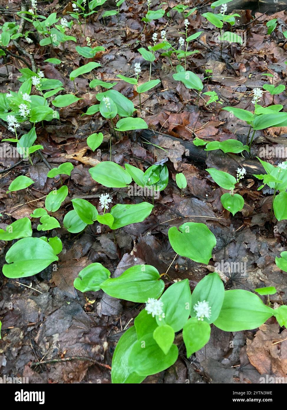 Canada mayflower (Maianthemum canadense Stock Photo - Alamy