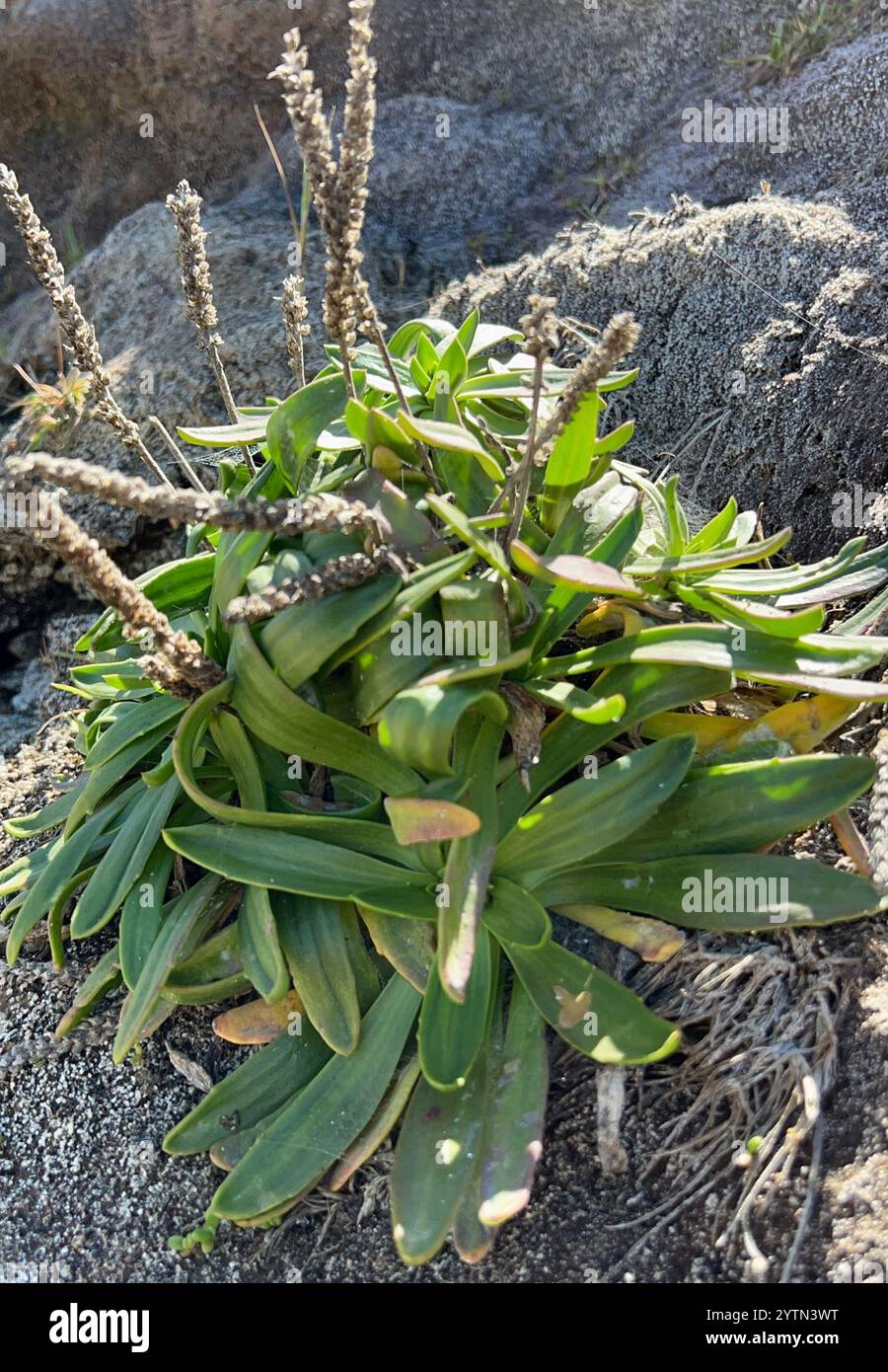 Sea Plantain (Plantago maritima Stock Photo - Alamy